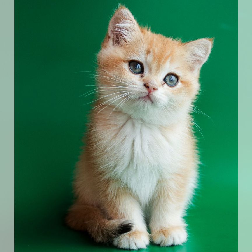 Британский золотой котёнок