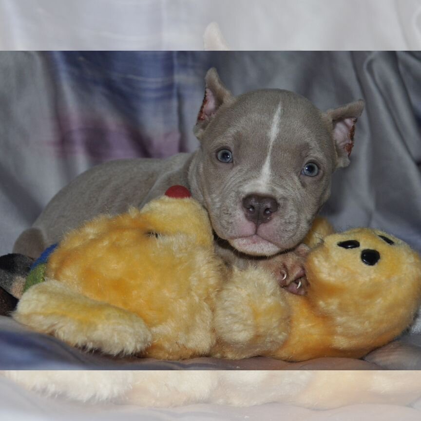 Американский булли, щенок