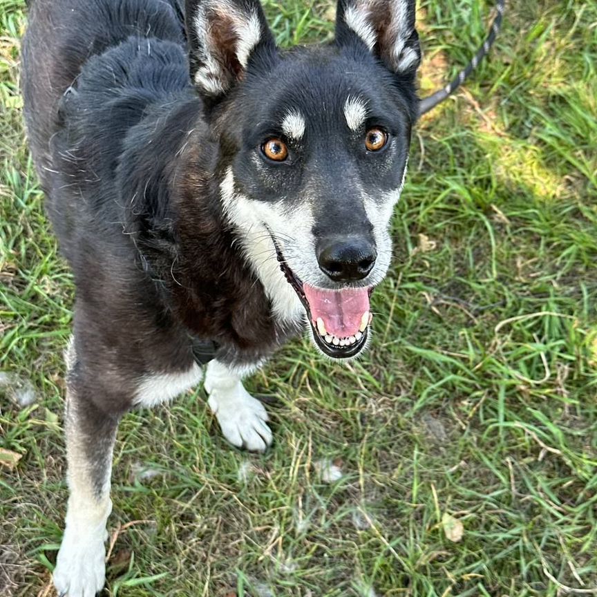 Очаровательный мальчик - принц из приюта