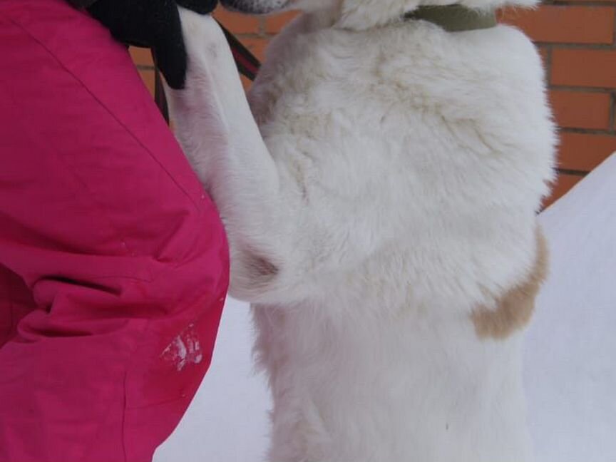 Чудо для собаки из приюта