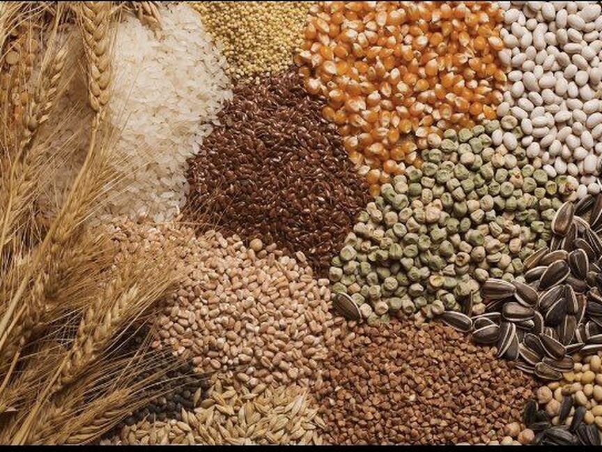 Зерно пшеница ячмень кукуруза