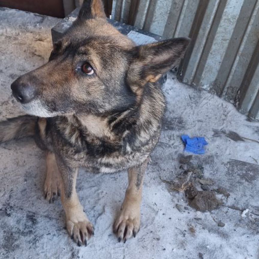 Немецкая овчарка, взрослая собака