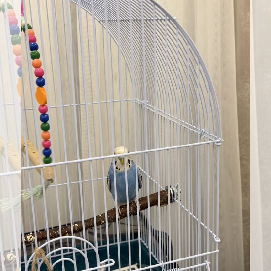 Попугай полосатик