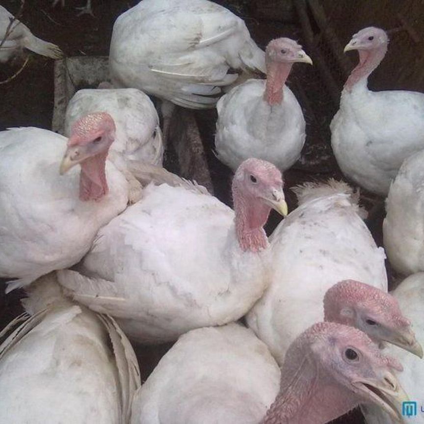 Продам индюшат