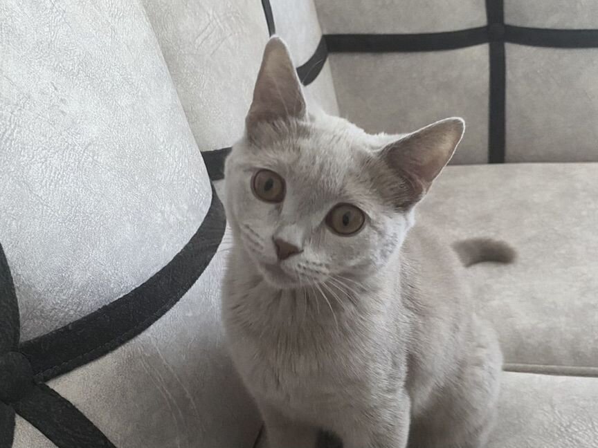 Британские котята