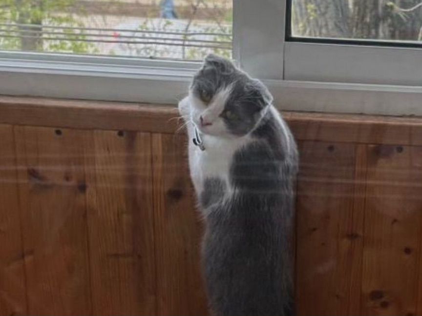 Британская кошечка