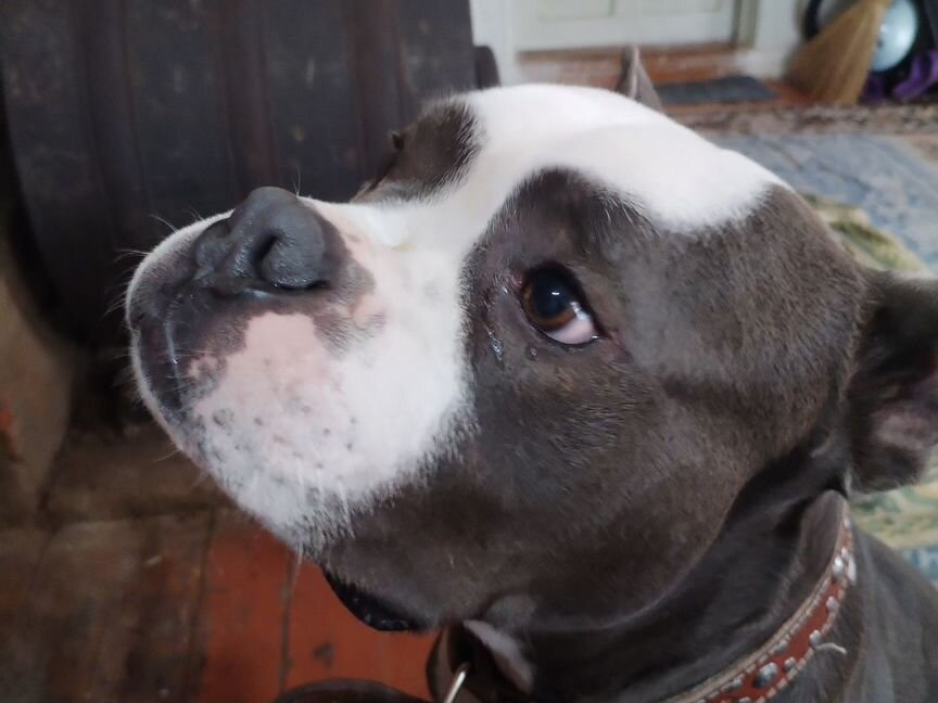 Стаффордширский терьер в добрые руки