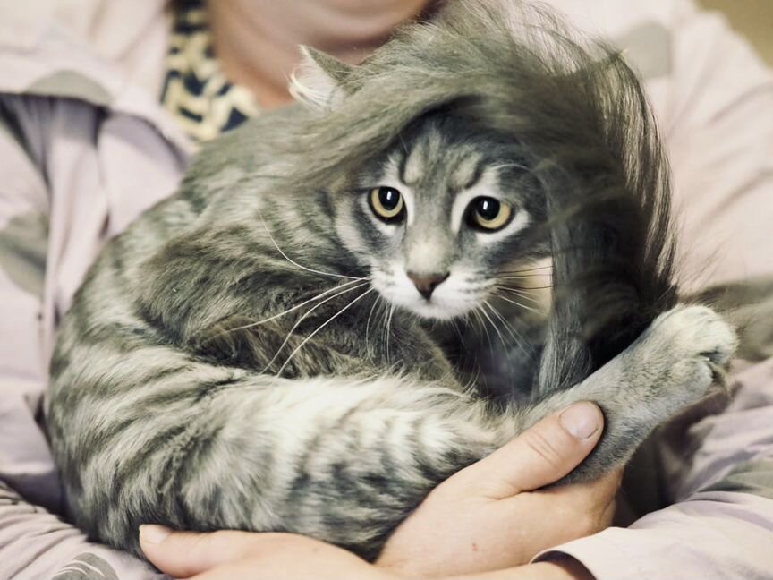 Котенок Симба ищет семью