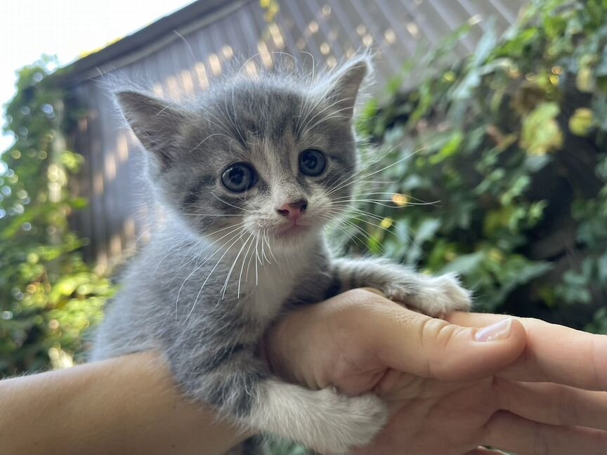 Котенок (котята) в добрые руки