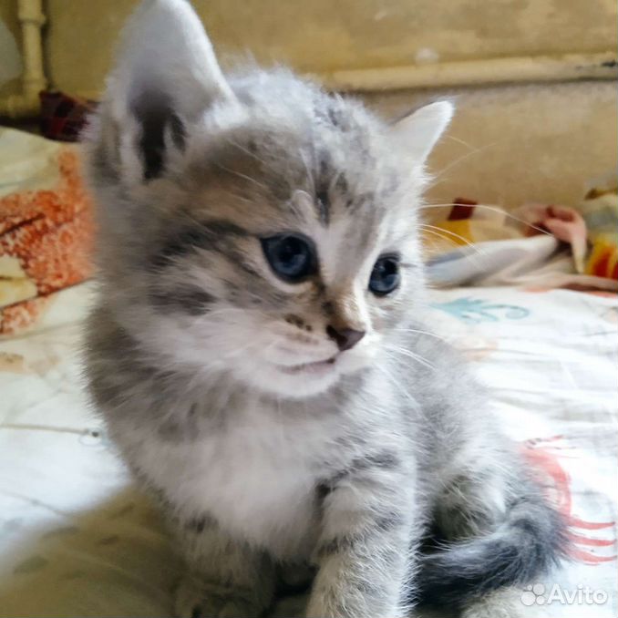 Котенок, котята от кошки крысоловки