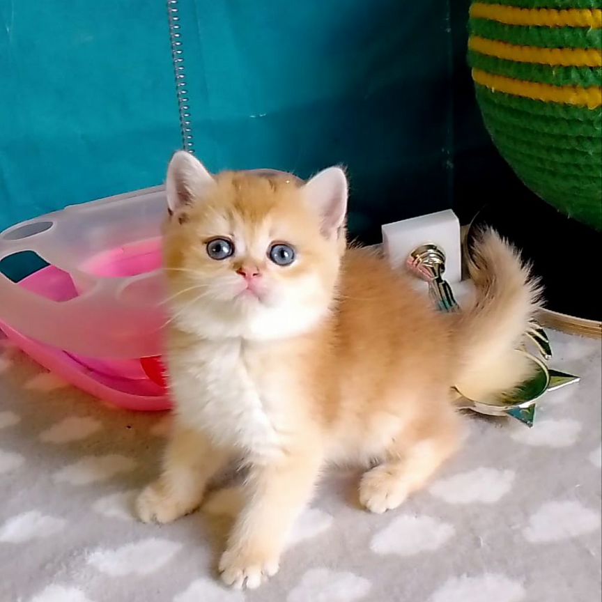 Котята золотая шиншилла