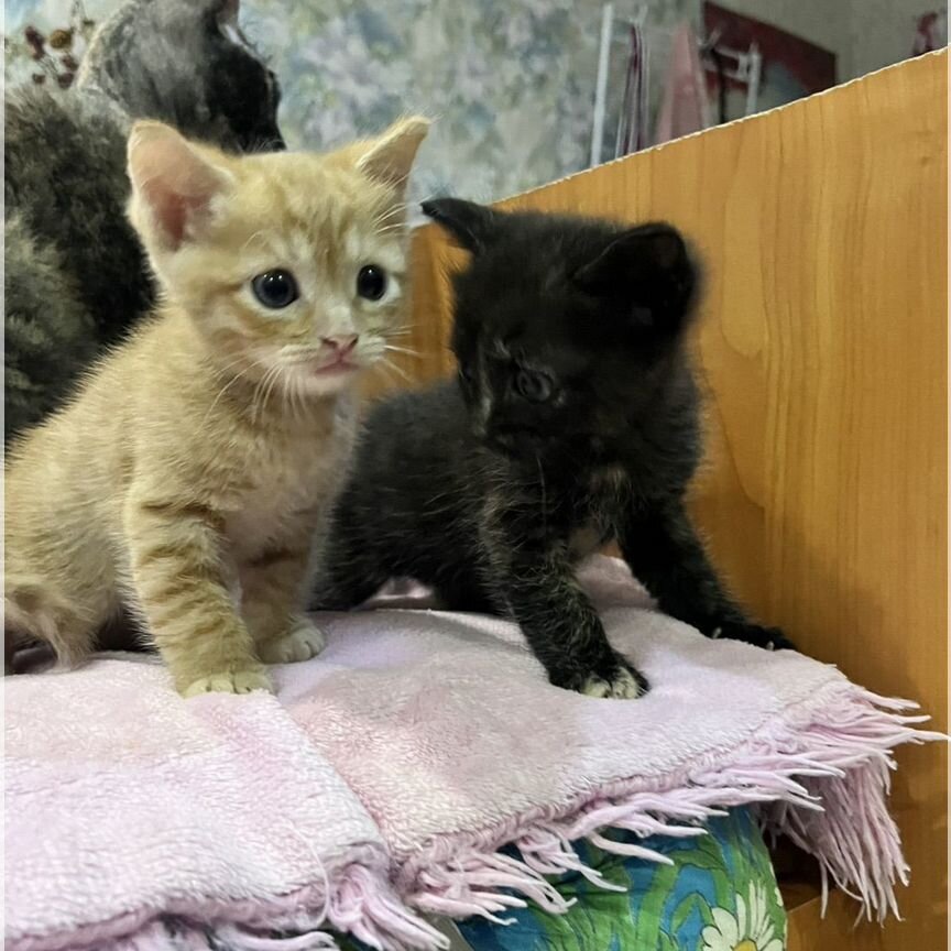 Котята отдам даром