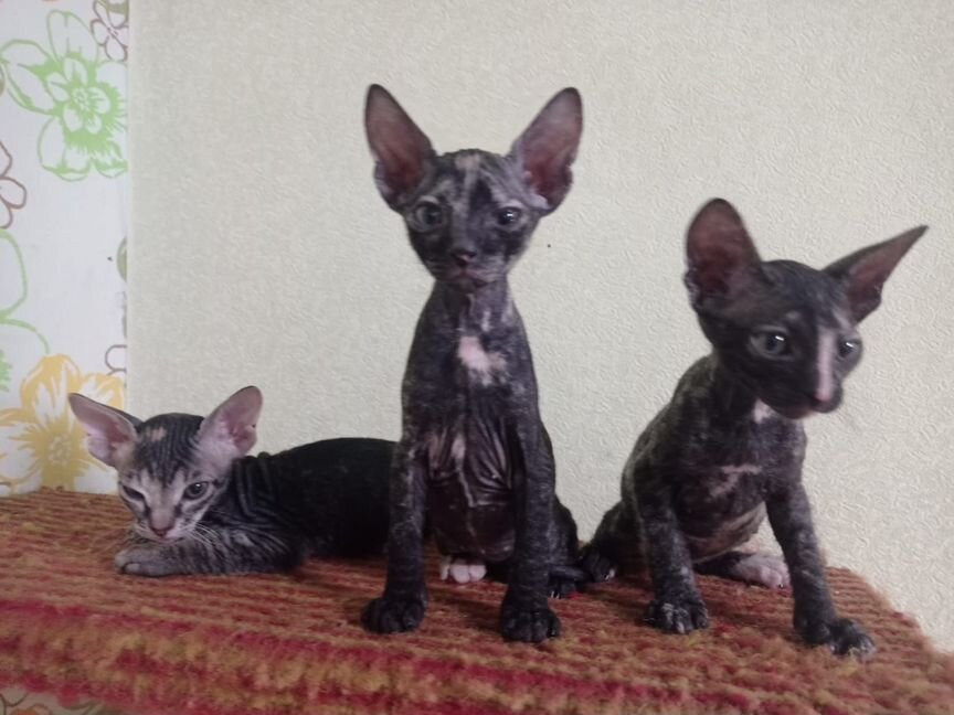 Котята сфинкс