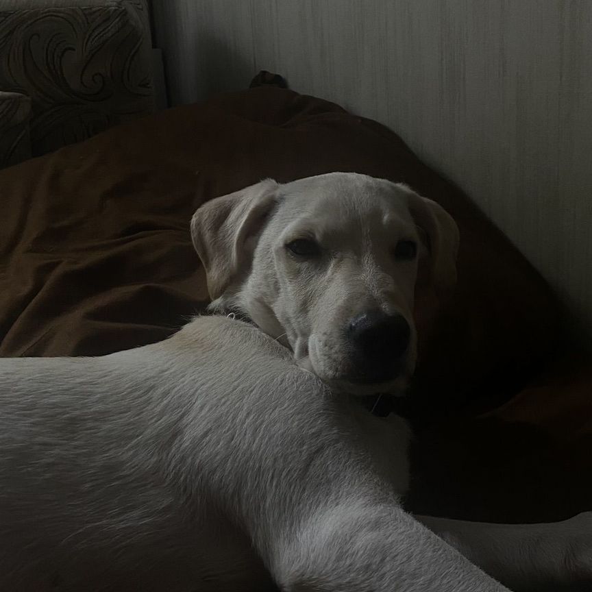 Собака в добрые руки отдам бесплатно