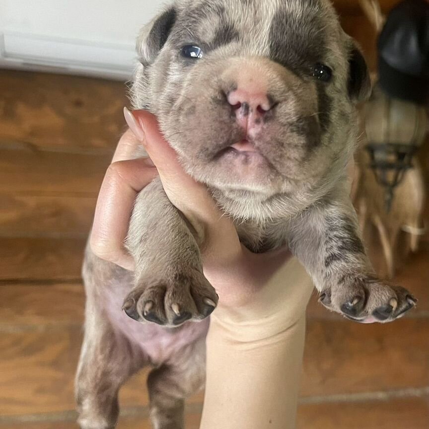 Американский булли