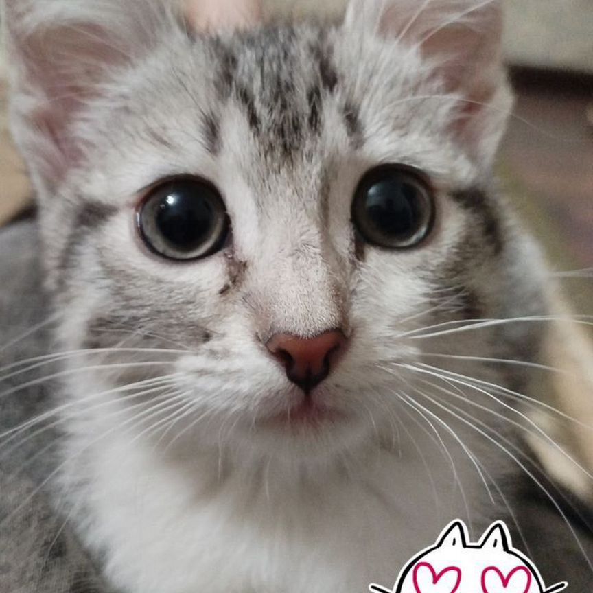 Котенок шотландец