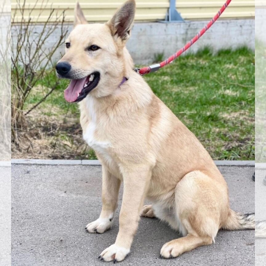 Взрослый пёс в добрые руки