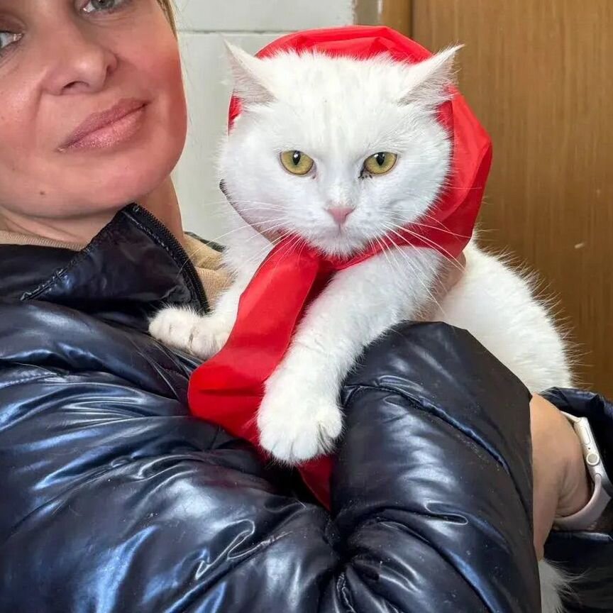 Взрослая, кошка в добрые руки