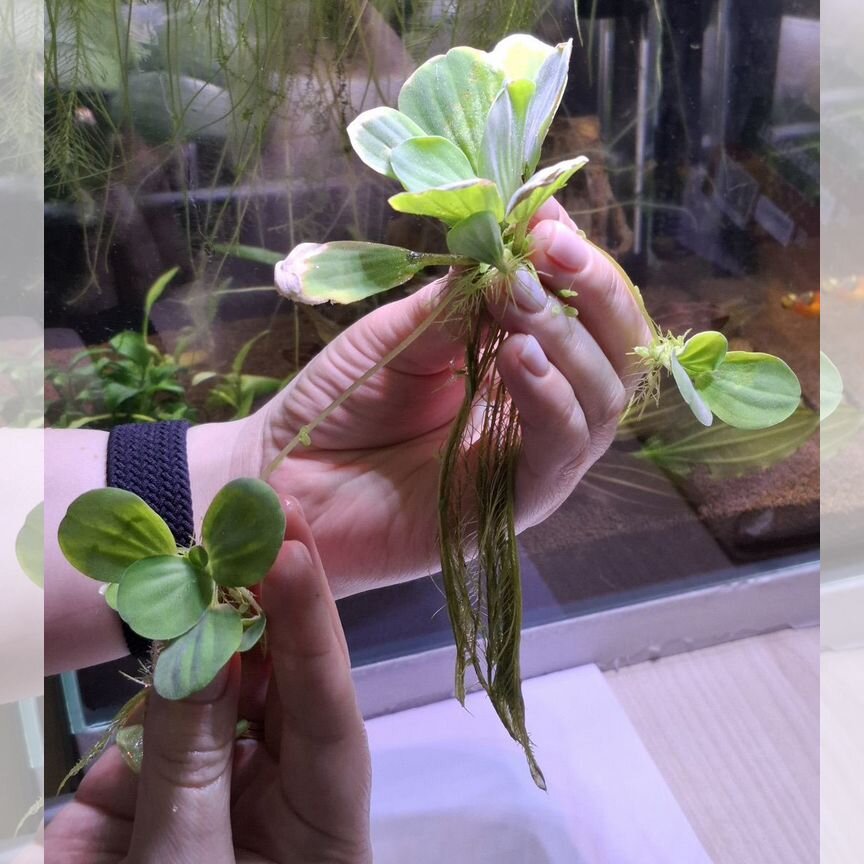 Ряска Пистия