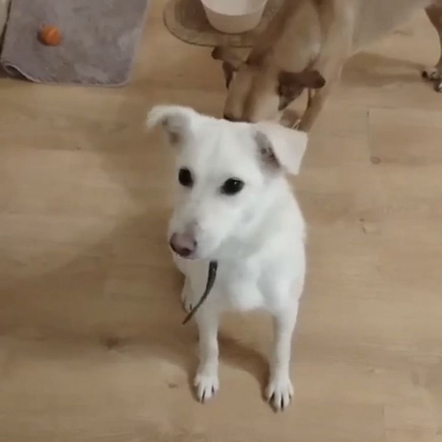 Некрупная белая собачка