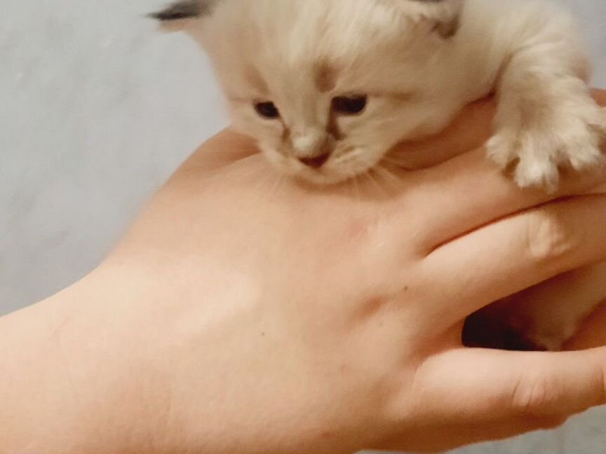 Котята