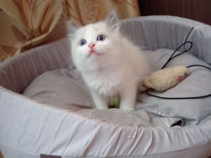 Котенок девочка в добрые руки