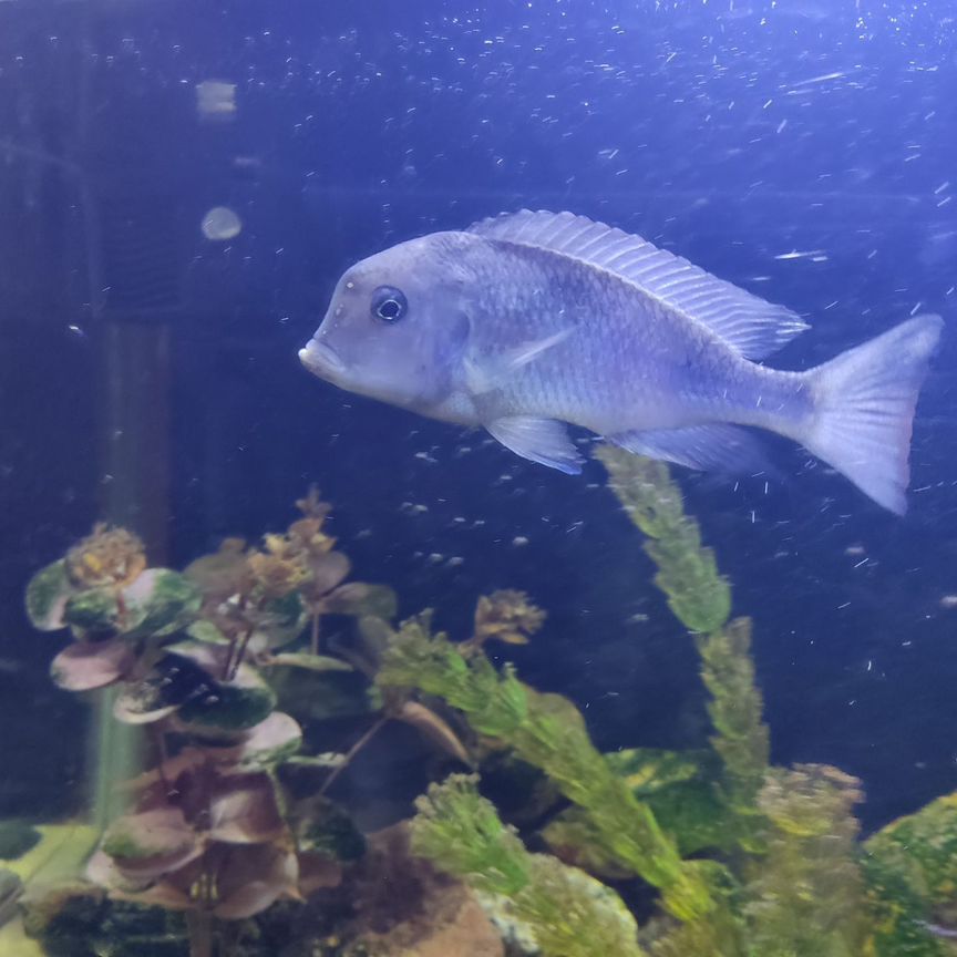 Голубой дельфин 13-14 см