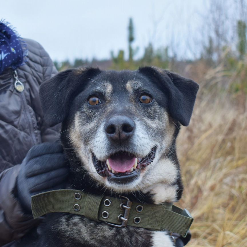 Собака в добрые руки