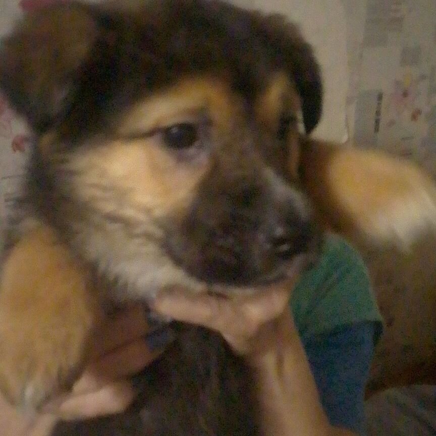 Немецкая овчарка смешанная порода