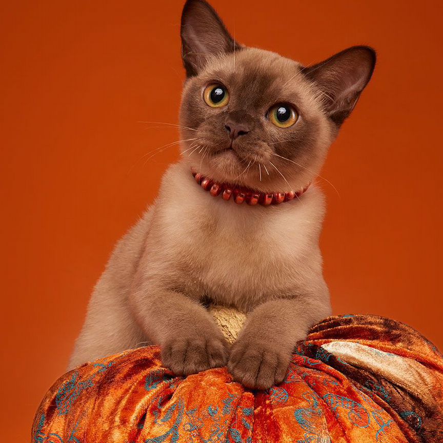 Европейский бурманский котёнок