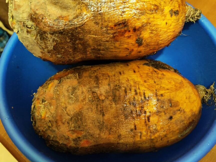 Продаю кормовую свёклу