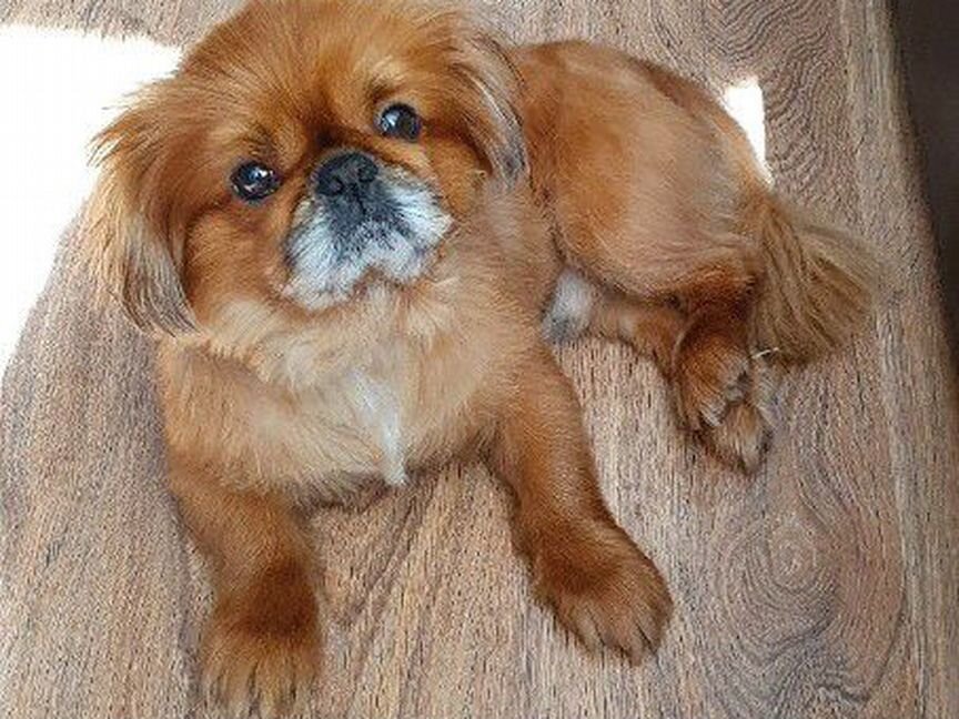 Пекинес вязка мальчик