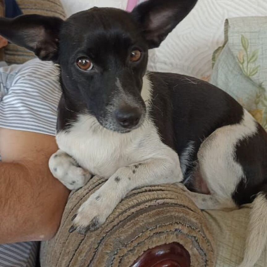 Маленькая собака Манюша в добрые руки бесплатно