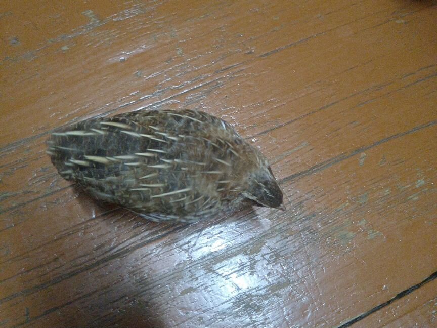 Перепела петушок