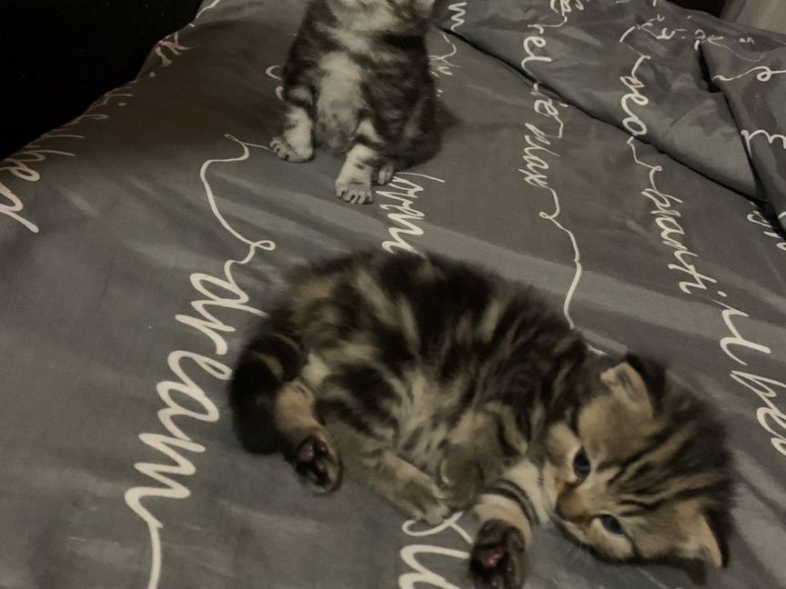 Шотландские котята