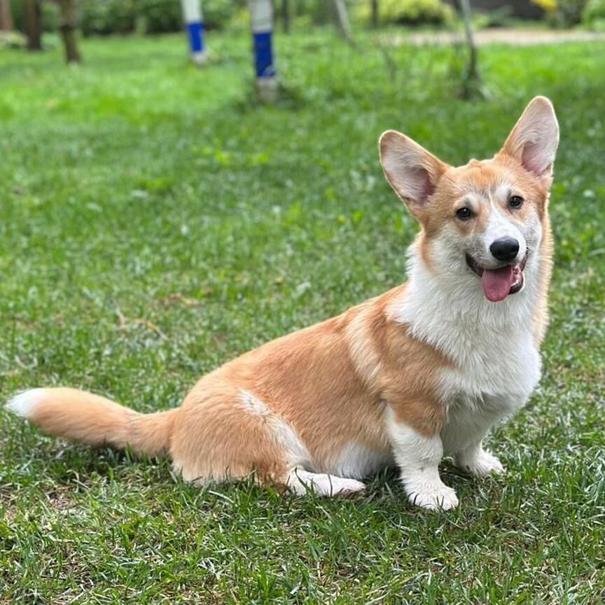 Вельш Корги Пемброк, взрослый пёс