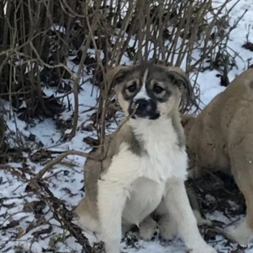 Щеночек ищет дом