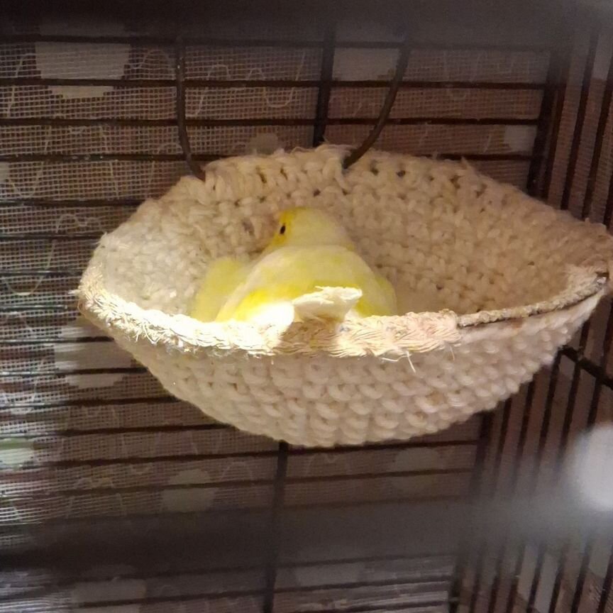 Канареечное семя