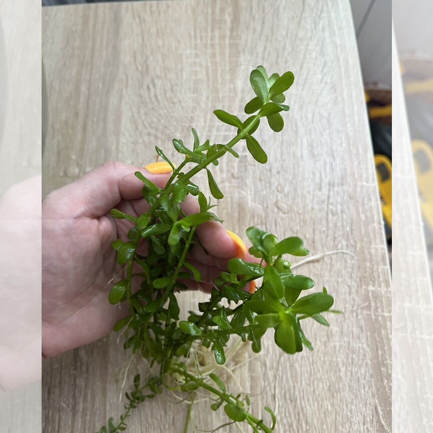 Аквариумные растения