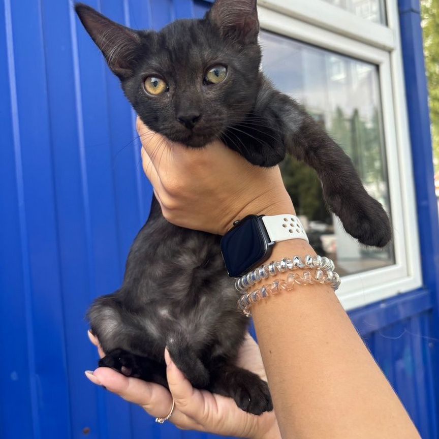 Котенку нужен человек, котенок в добрые руки, кот