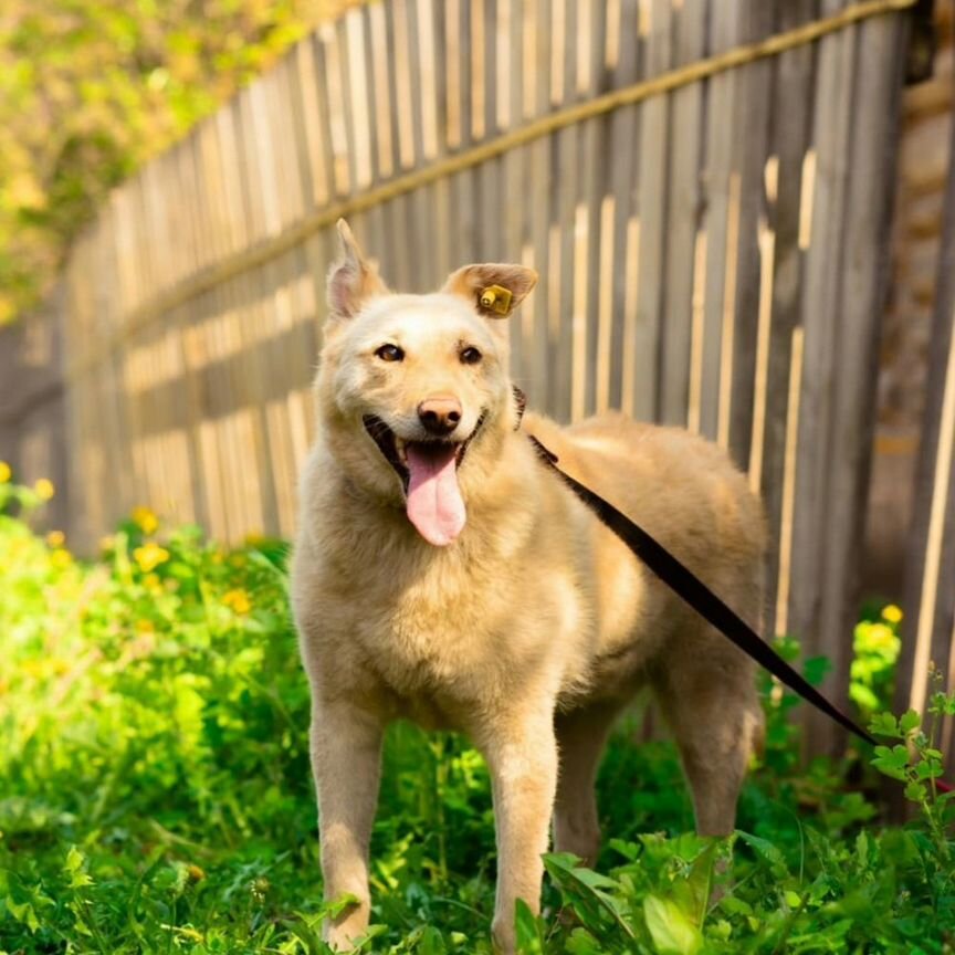 Золотой мальчик Алтын ищет добрых хозяев