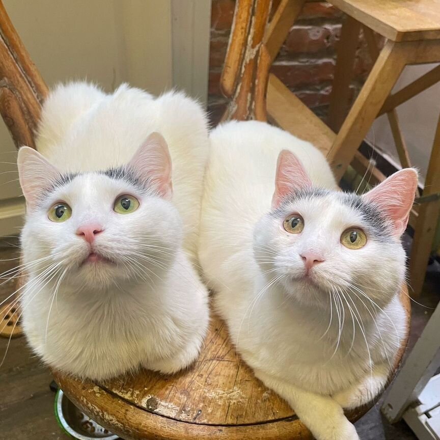 Кошки сестрички