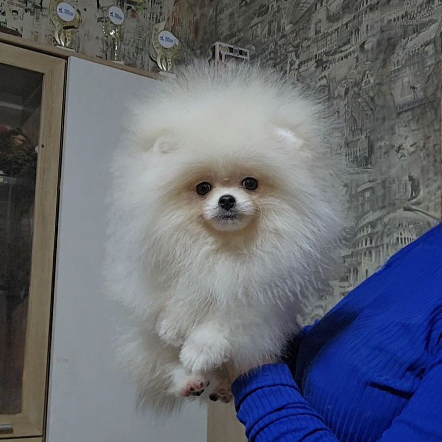 Красивый мальчик без брака 4 мес. РКФ