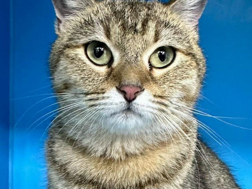 Завтра ласковая кошка идет на улицу