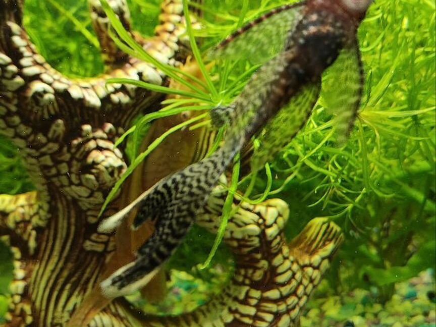 Сомик анциструс