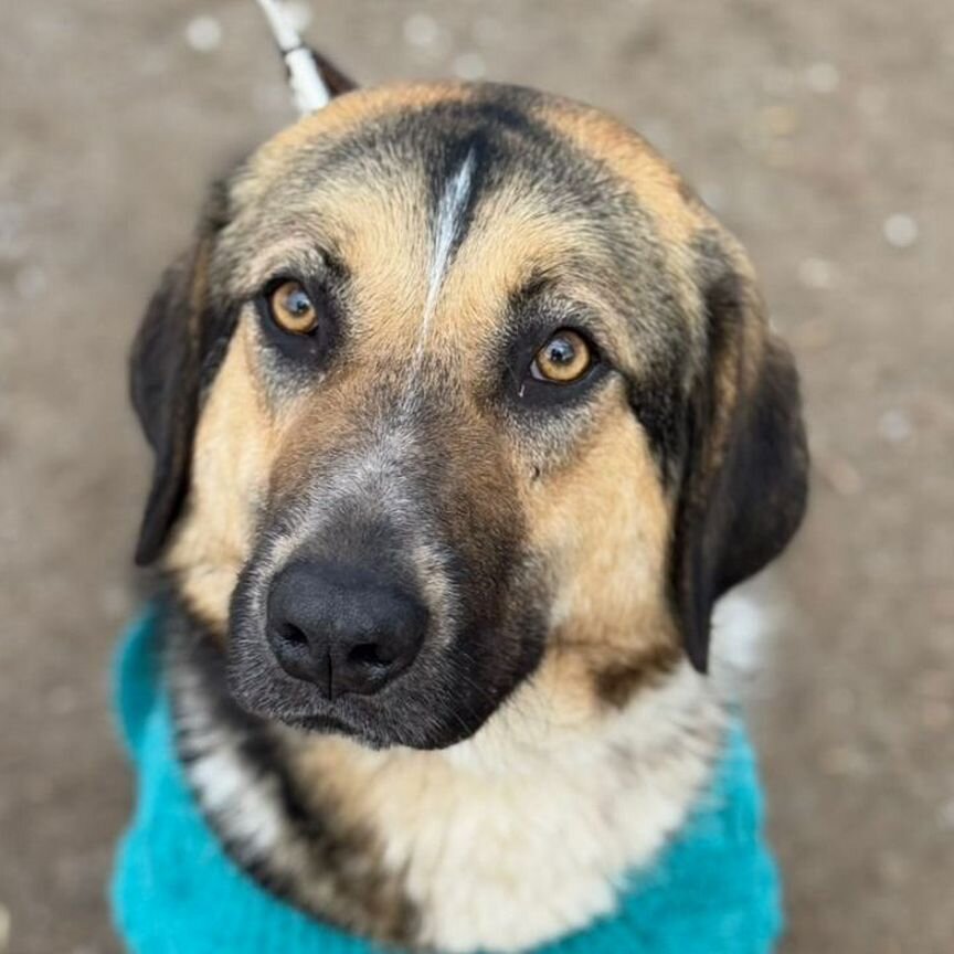 Собака Донна в добрые руки Девочка черная рыжая