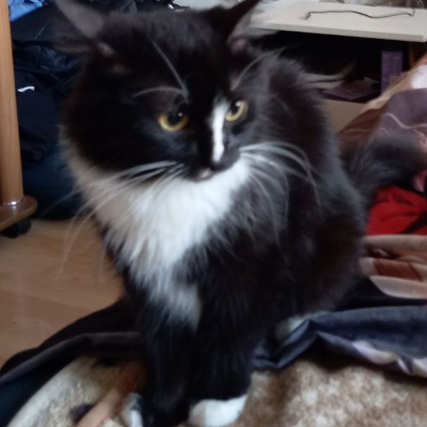 Взрослая, кошка в добрые руки