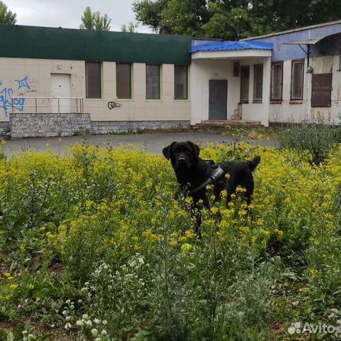 Кобель лабрадора вязка