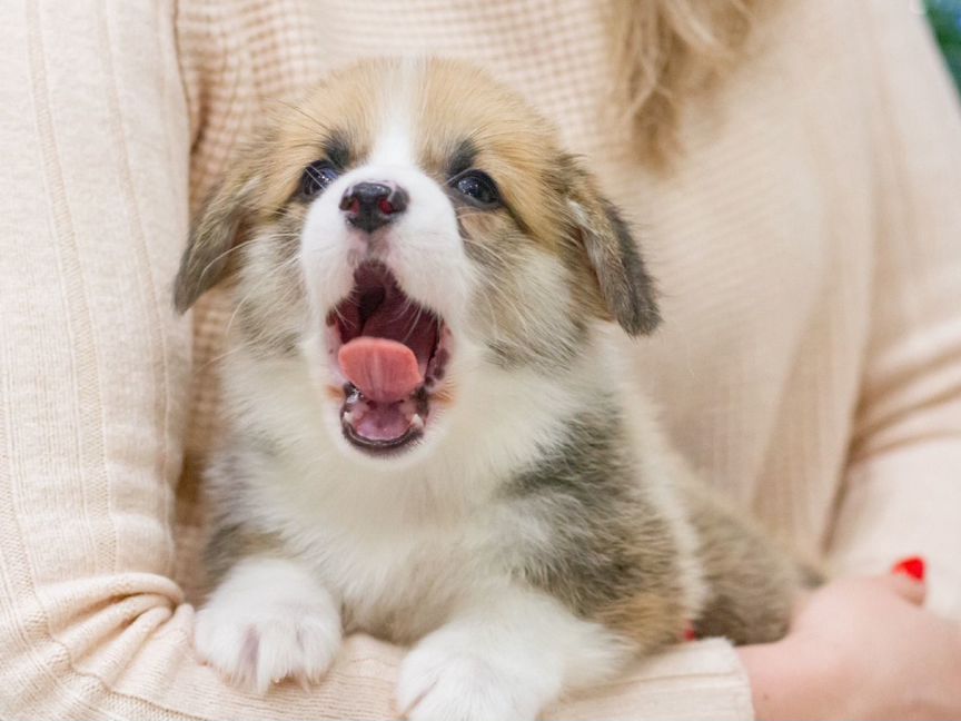 Наши Прекрасные Вельш Корги Пемброк