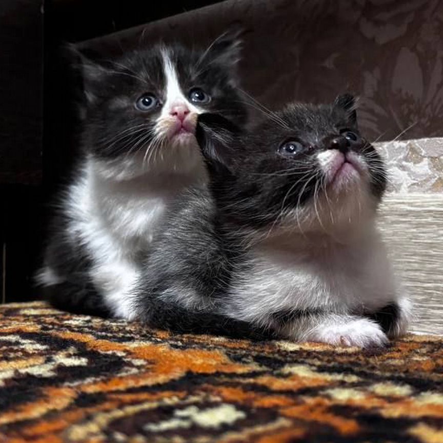 Сиамский котёнок